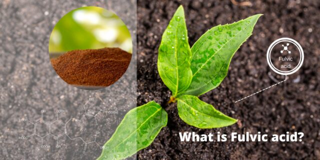 Fulvic Acid - Uses and Side Effects - Exposay 2024